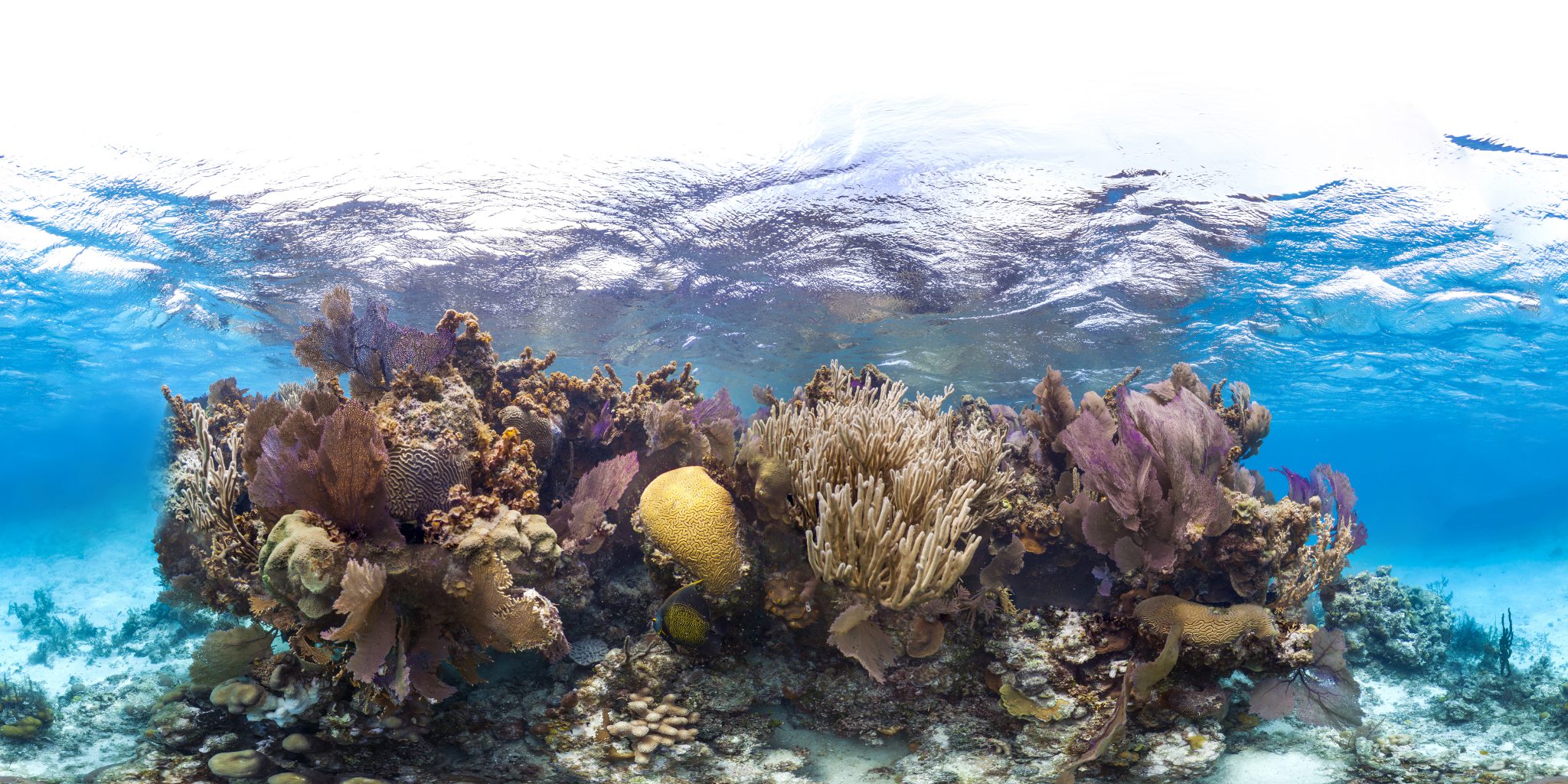 Financing Coral Reef Conservation and Management: Conservation Trust ...