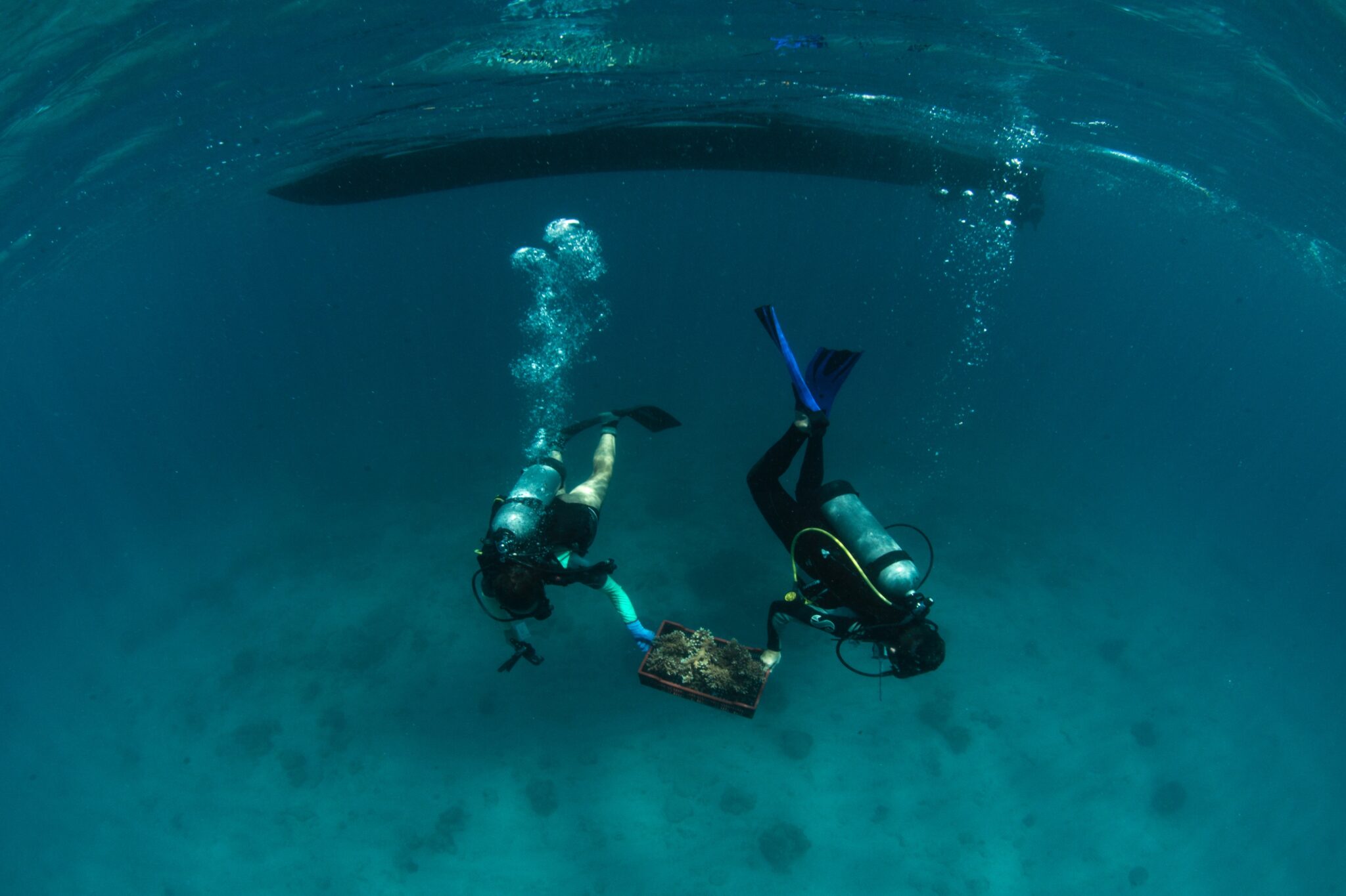 As new disease wipes out Caribbean coral, scientists tear up reefs to ...