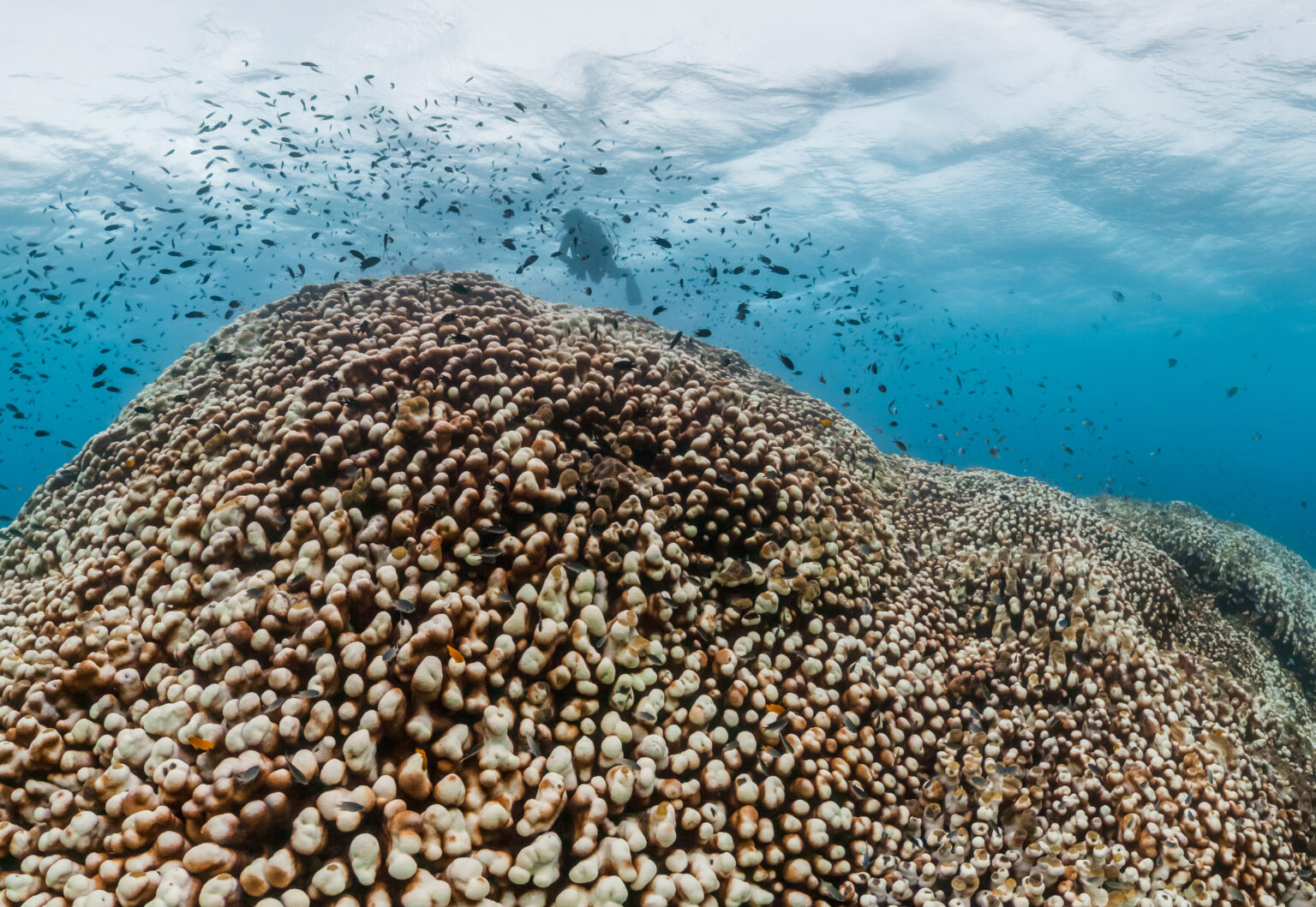 UNEP, Japan Announce Marine Litter Initiative | ICRI