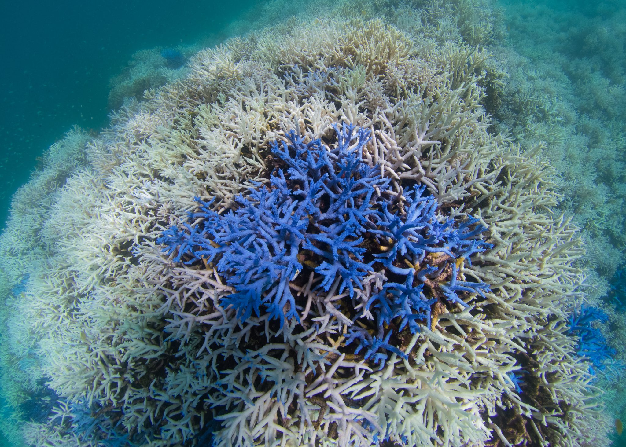 UNEP launches Glowing Glowing Gone campaign on loss of coral due to ...