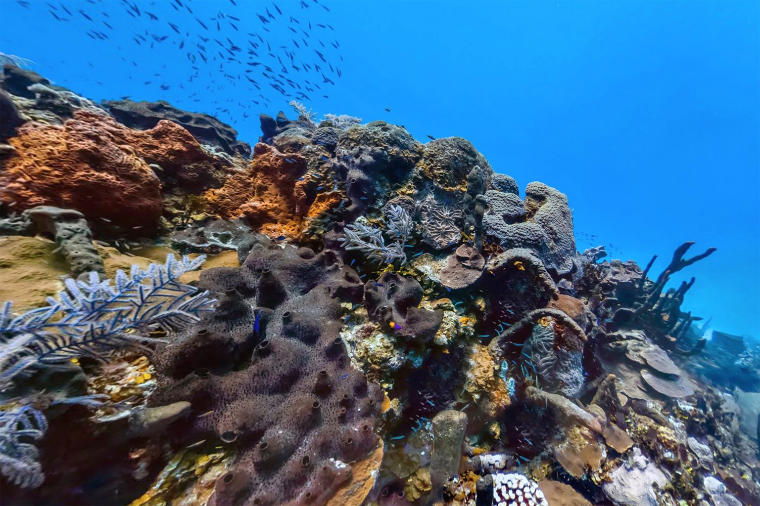 Caribbean’s largest barrier coral reef system faces new threats, but ...