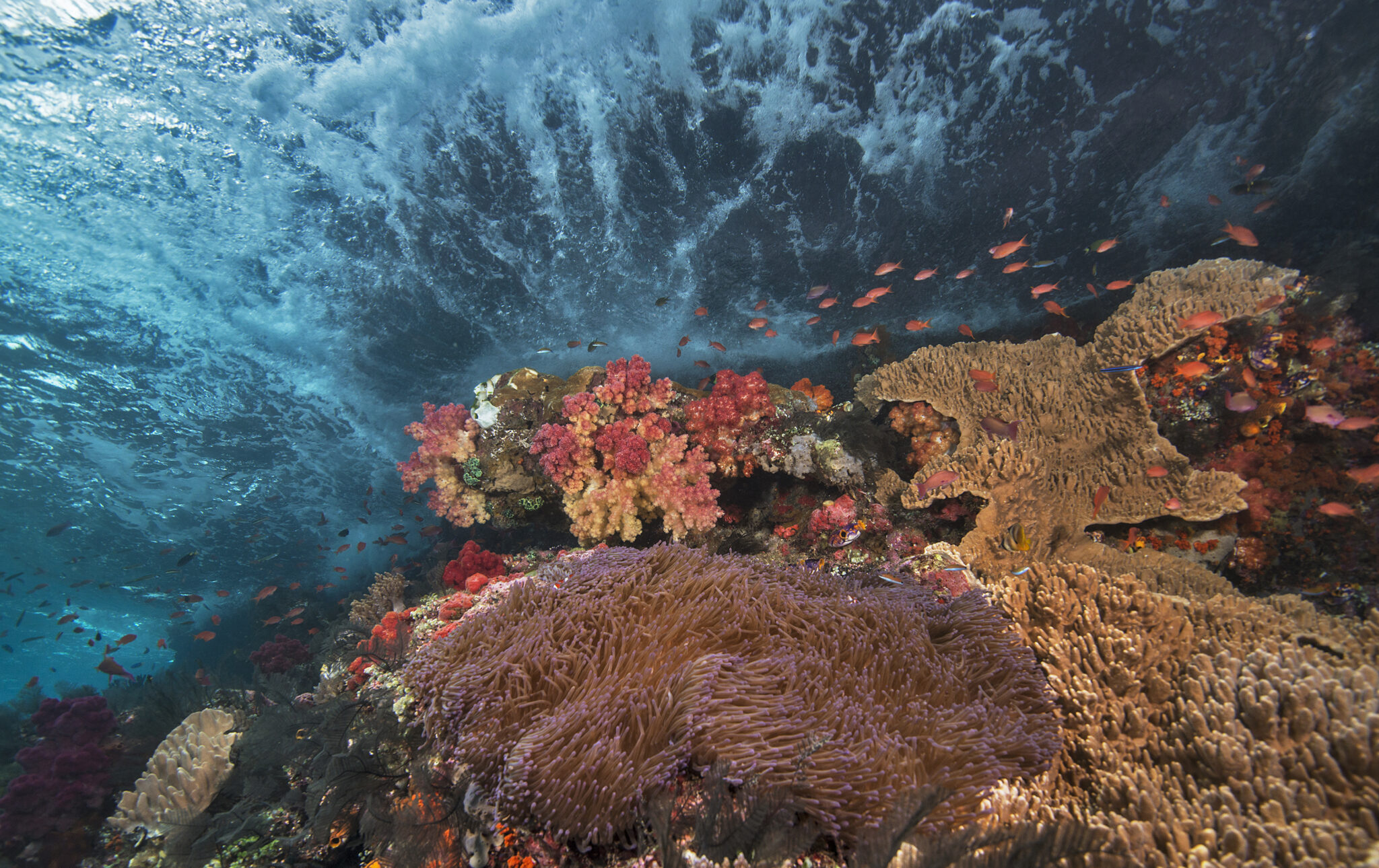 The Global Reef Expedition: New Caledonia Final Report | ICRI