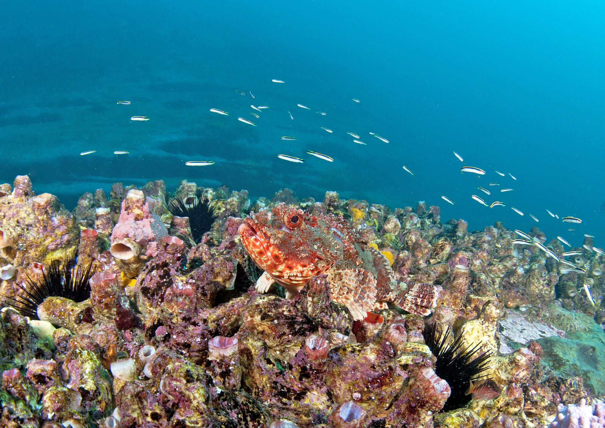 Australian-first reef restoration hub for Cairns & Port Douglas | ICRI