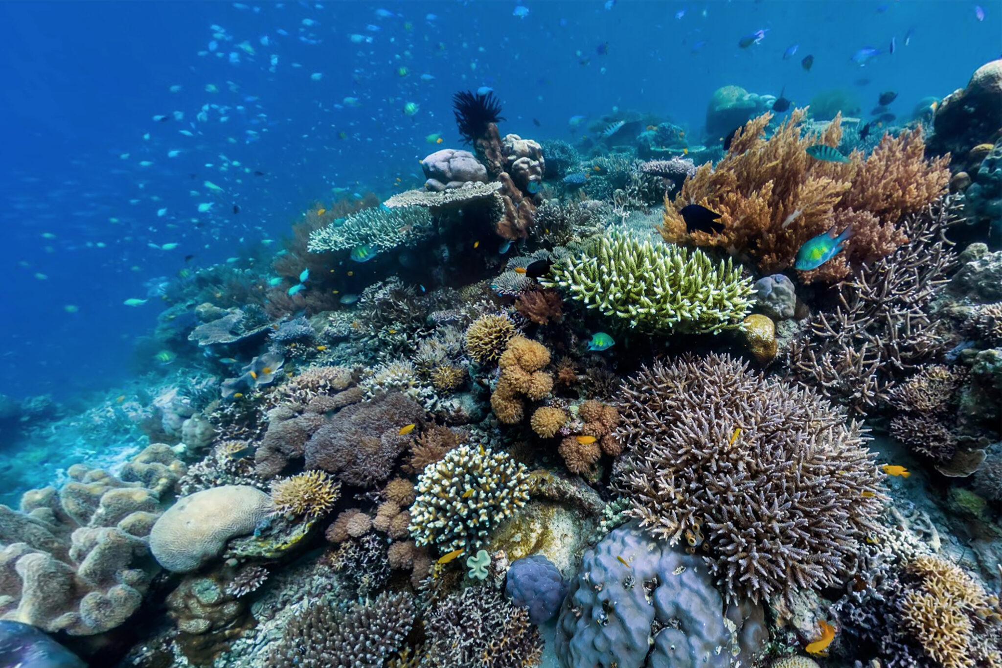 Nature Foundation Conducts Annual Scientific Assessments Of Coral Reefs