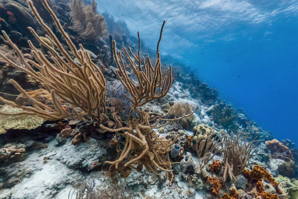 The State of Nearshore Marine Habitats in the Wider Caribbean, report ...