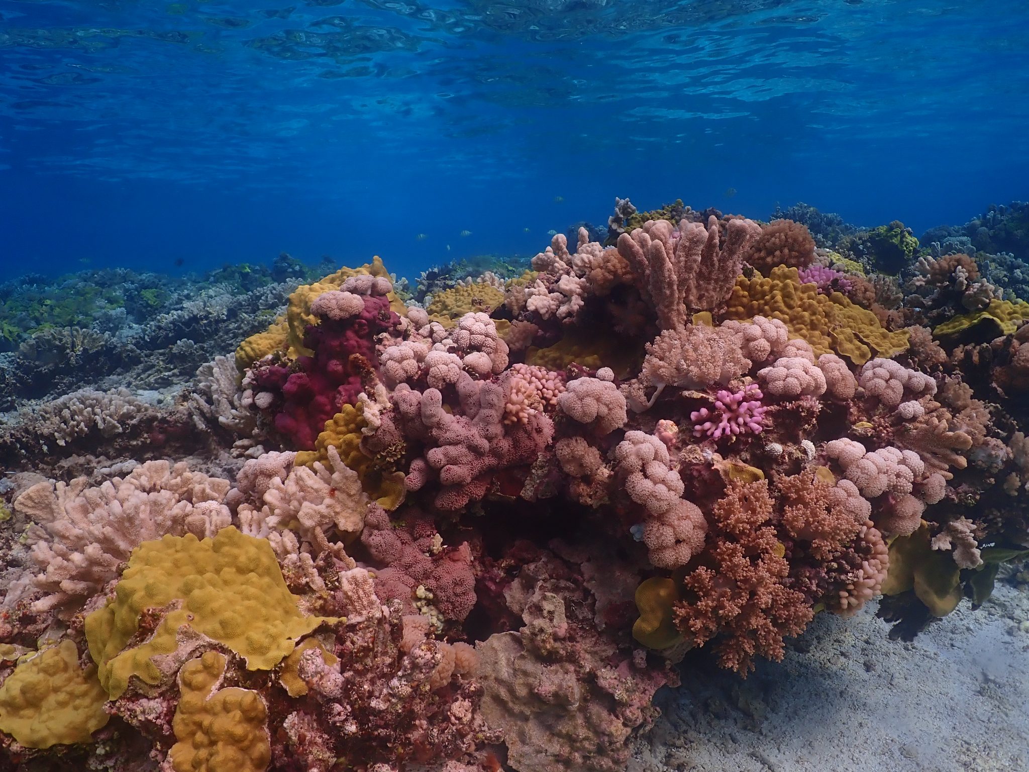 The Allen Coral Atlas and how you can help | ICRI