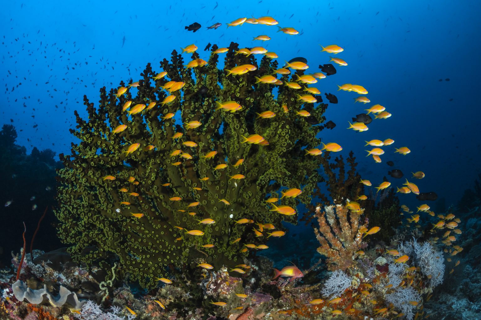 Rebuilding Coral Reefs: A Decadal Grand Challenge | ICRI