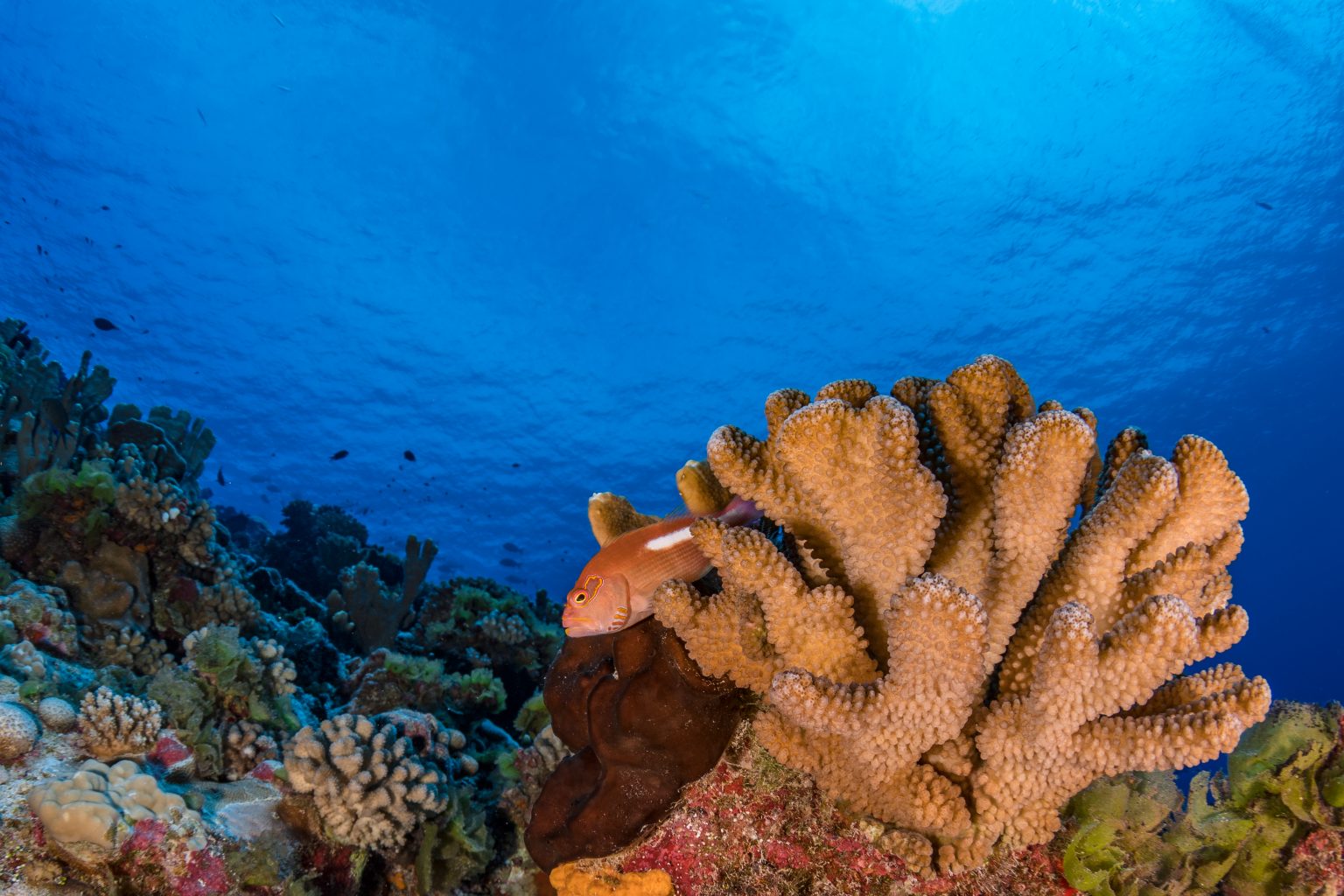 IFRECOR Describes the Latest Condition of France's Coral Reefs | ICRI