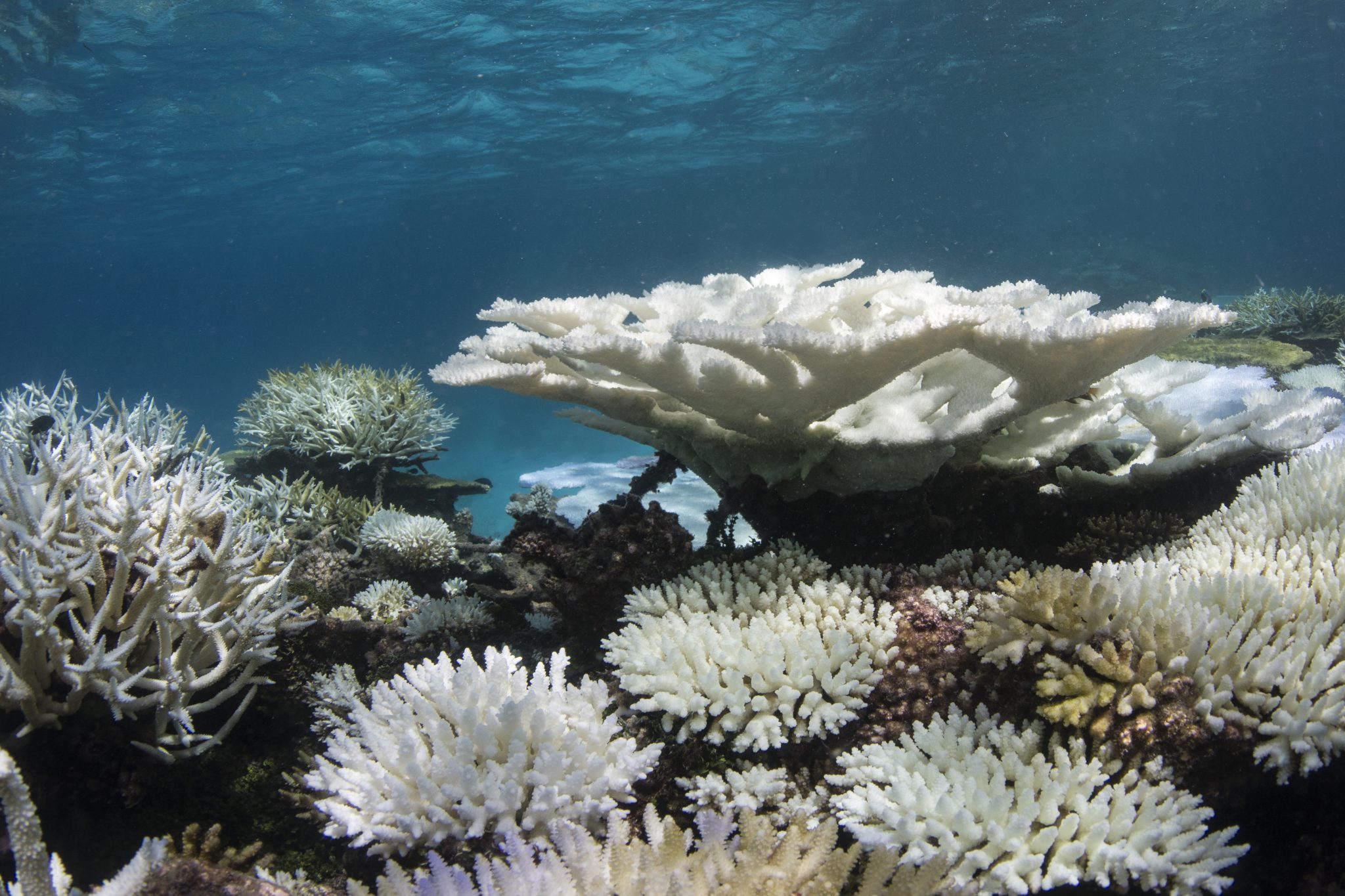 Global Coral R&D Accelerator Platform initiates plan to save coral ...