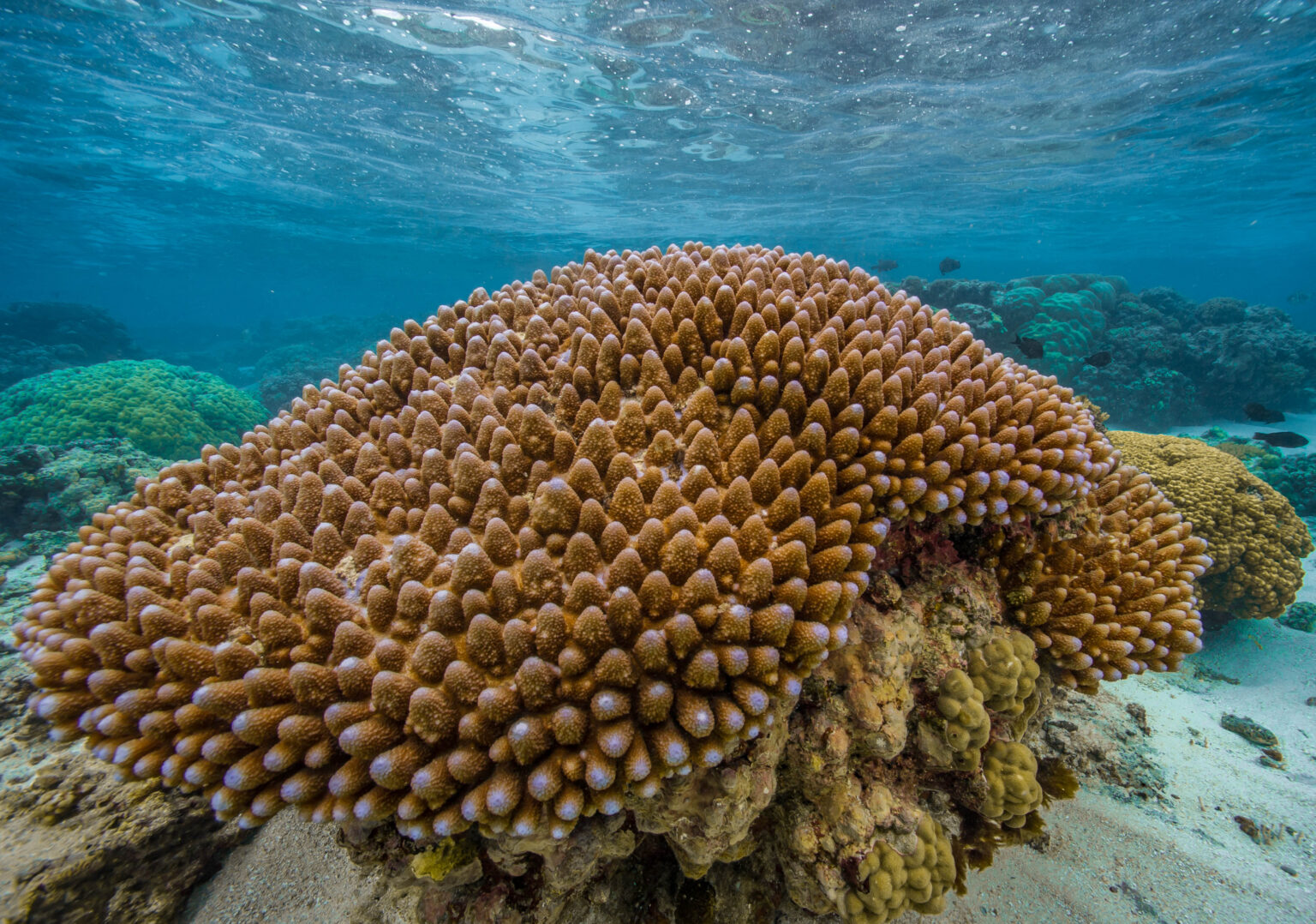 2021 annex of the Status of Coral Reefs of the World: 2020 report | ICRI