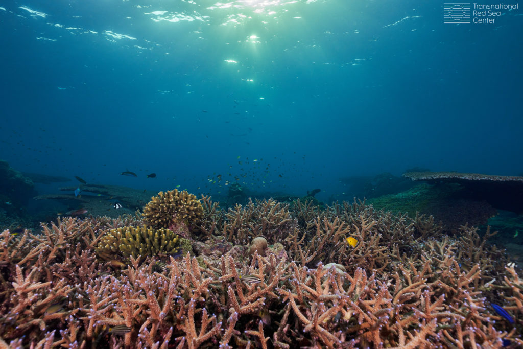 Djibouti: a mobilisation of local and regional actors for healthy coral ...