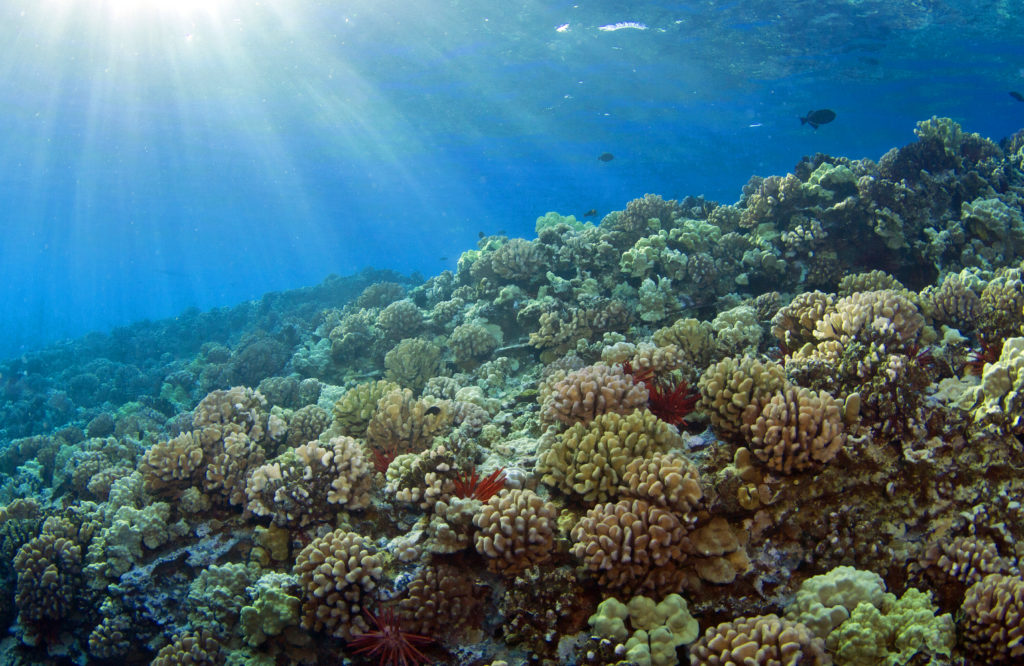 The Kunming-Montreal Global Biodiversity Framework & African Marine ...