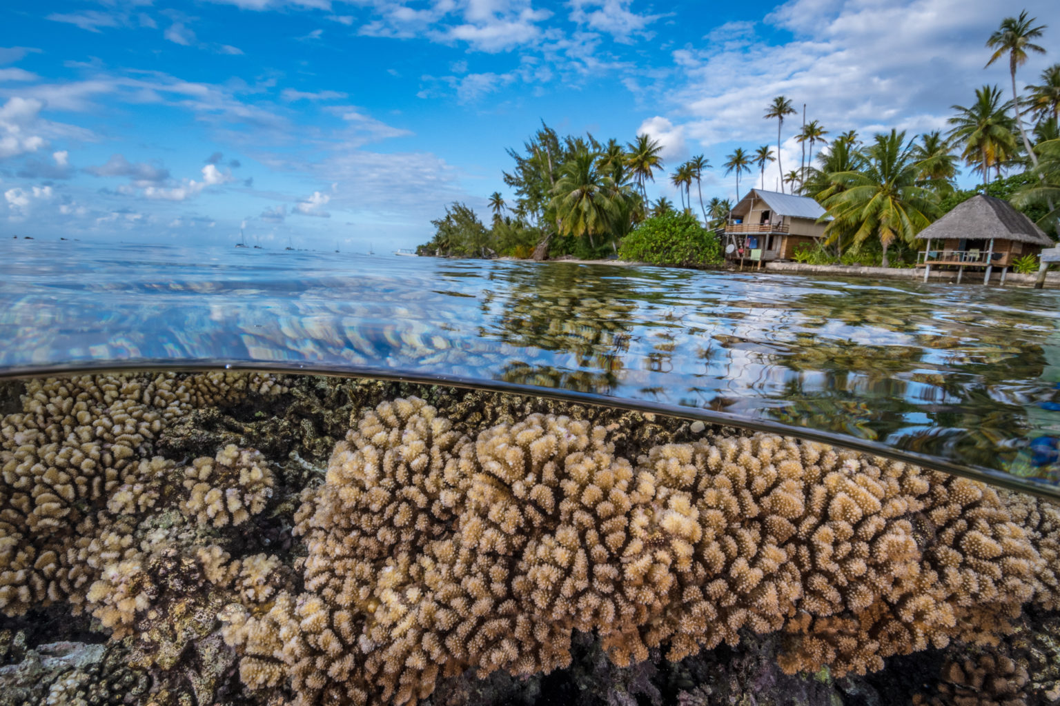 Coral reef restoration efforts recognised in UN World Restoration ...