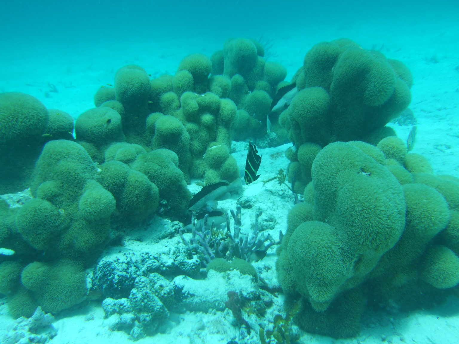 IUCN Red List: Human activity devastating marine species from mammals ...