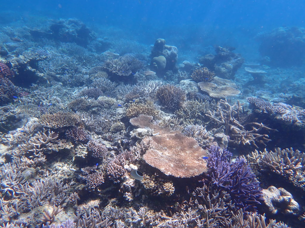 Spotlight on a reef restoration project in Palau by the Japanese ...