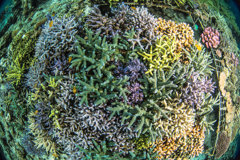 Coral conservation in a warming world must harness evolutionary ...