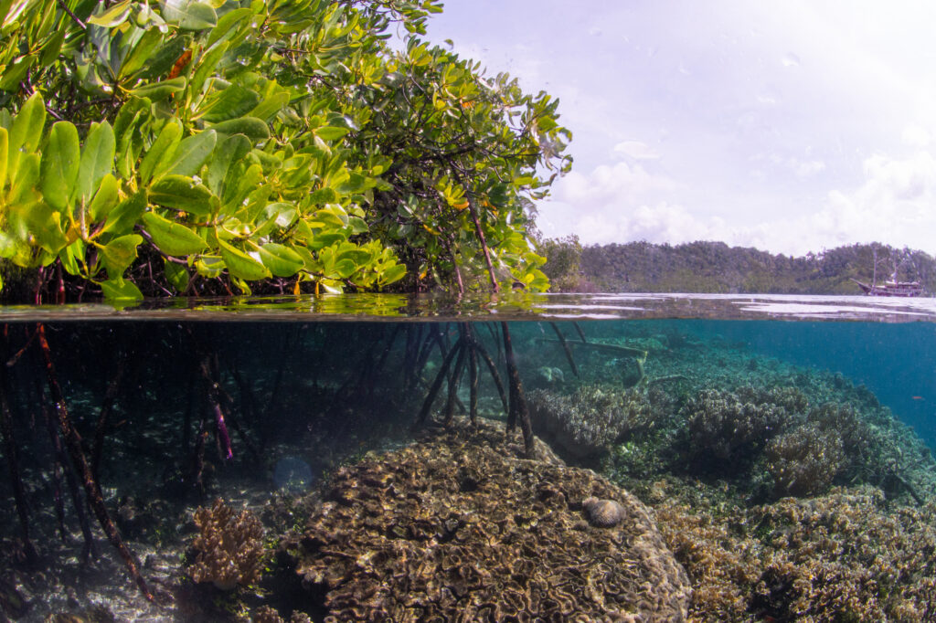 Best Practice Guidelines for Mangrove Restoration | ICRI