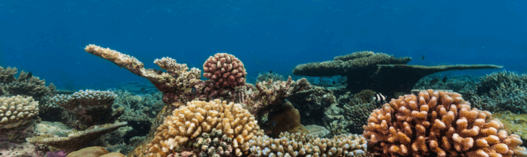 Fiji’s Coral Reefs Show Remarkable Recovery After Category 5 Cyclone | ICRI