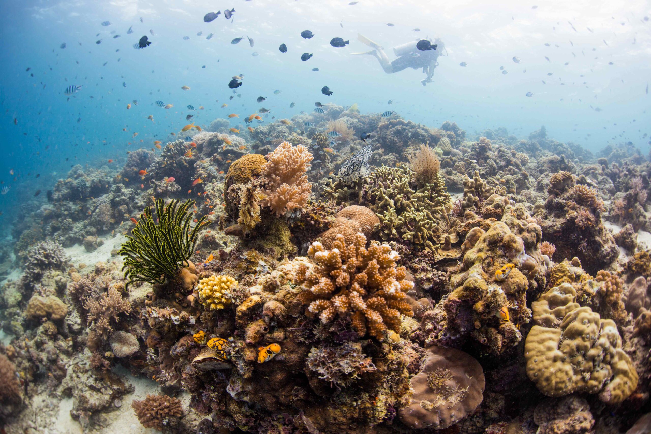 WCS Launches Global Strategy to Secure the Future of Coral Reefs in a ...