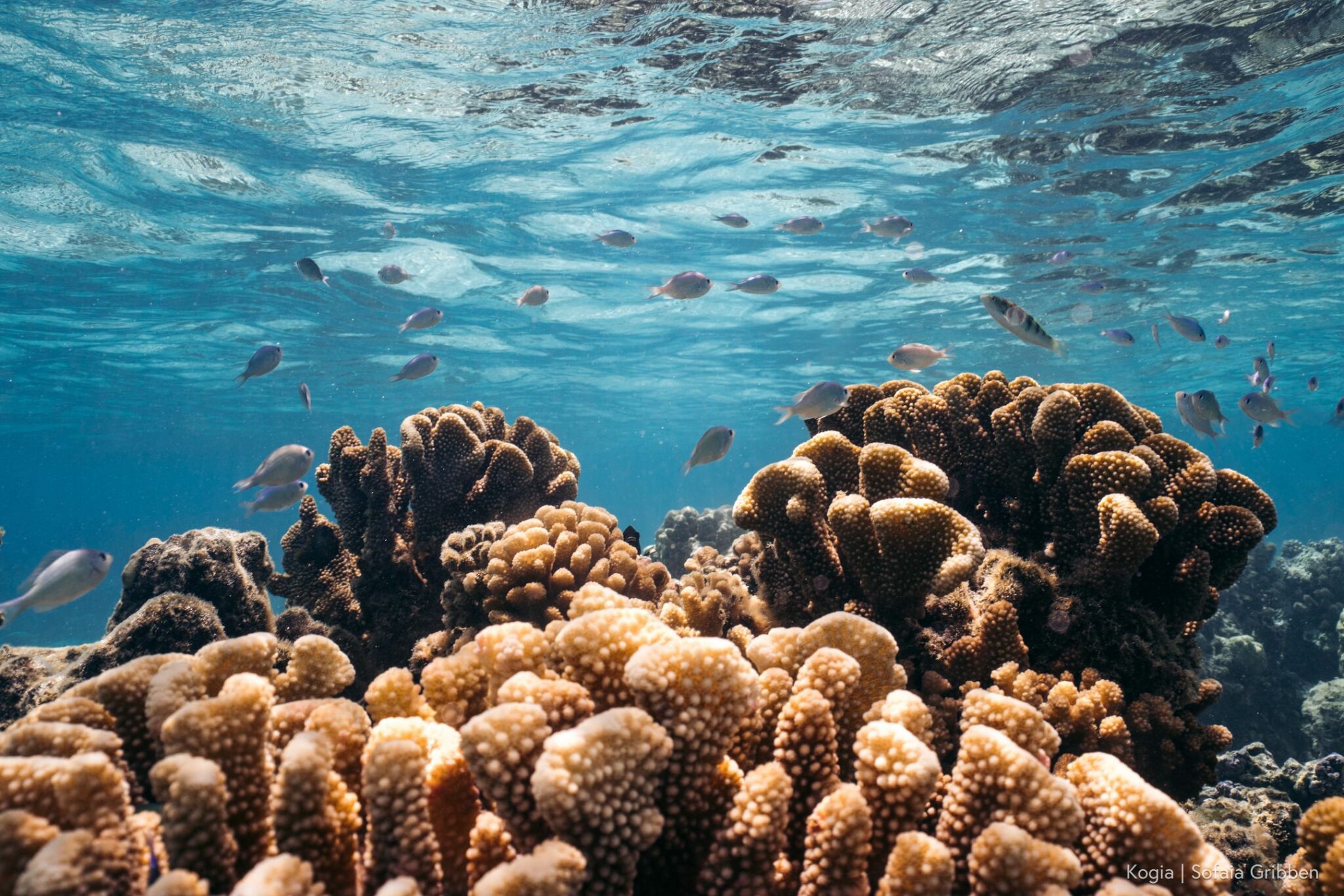 Coral reef events at UNFCCC COP30 | ICRI